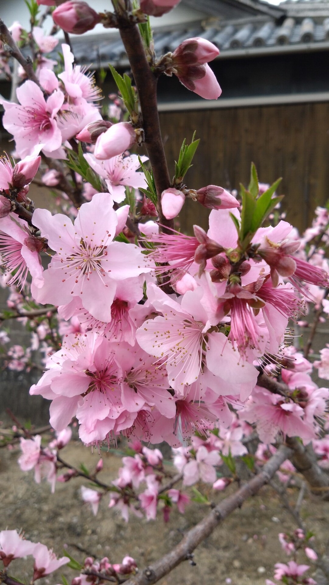 4月 タケノコ堀～14周年: えちごや